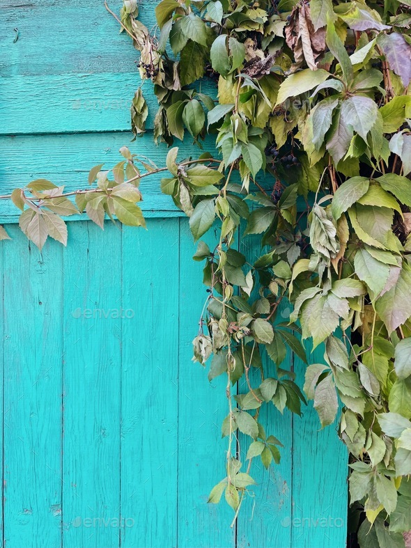 Wood bright green background with plant on one side. Texture of wood ...