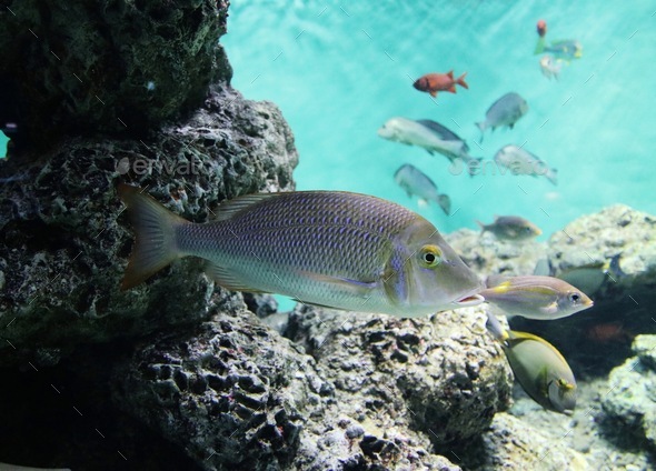 Spangled emperor fish in a aquarium Stock Photo by xcldhx038a82fd ...