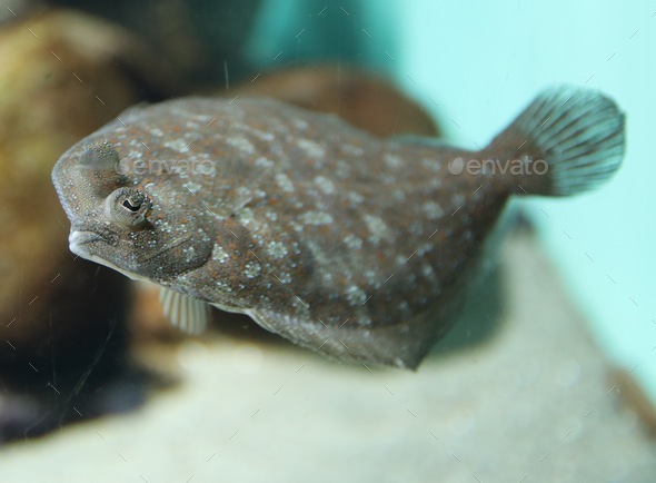 Sole fish in a aquarium Stock Photo by xcldhx038a82fd | PhotoDune