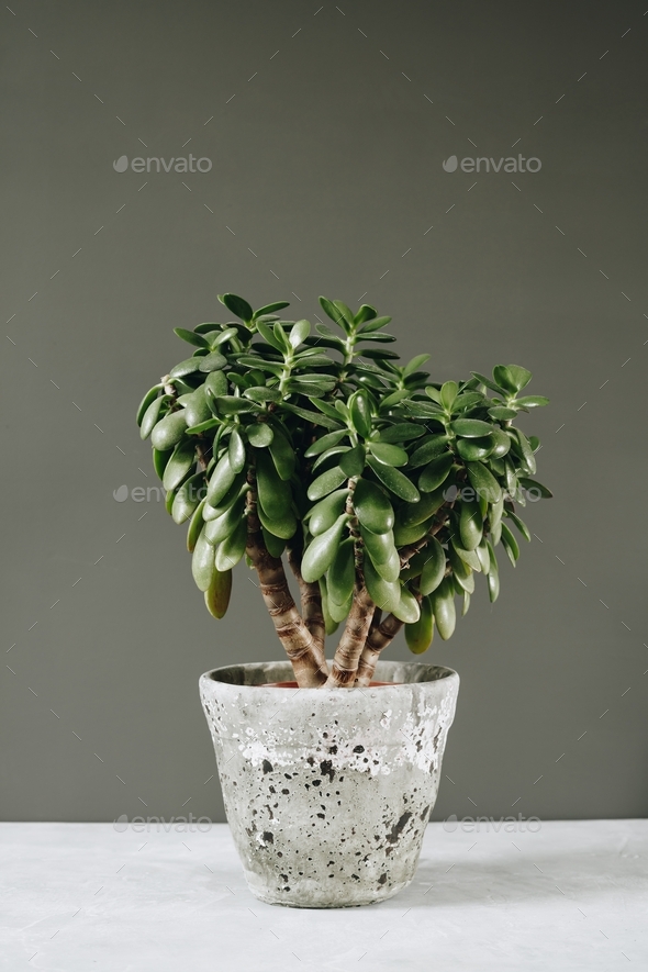 houseplant crassula ovata jade plant money tree Stock Photo by klenova
