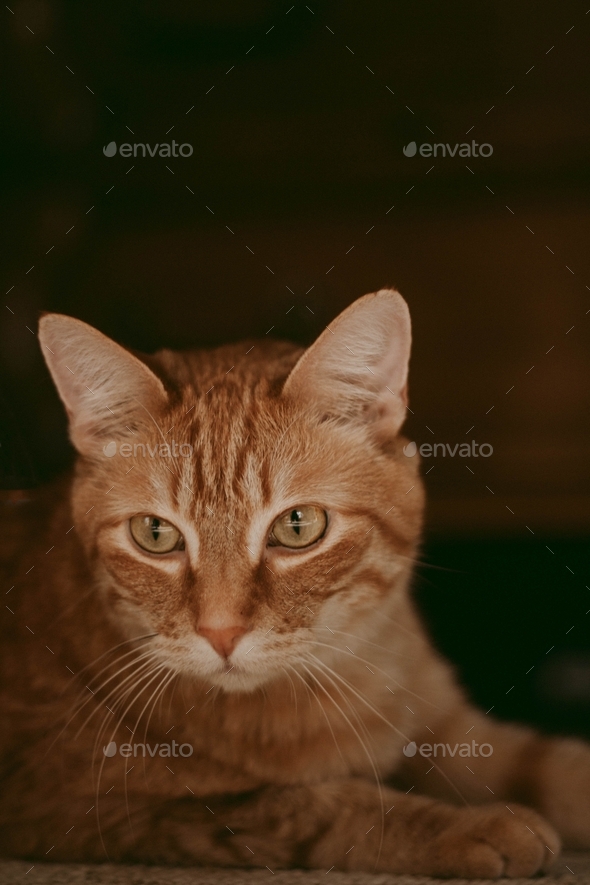 orange cat face Stock Photo by jclavena | PhotoDune