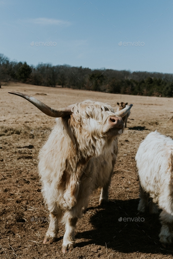 Highland Cow with it's Head Pointed to the Sky Stock Photo by dorey_kronick