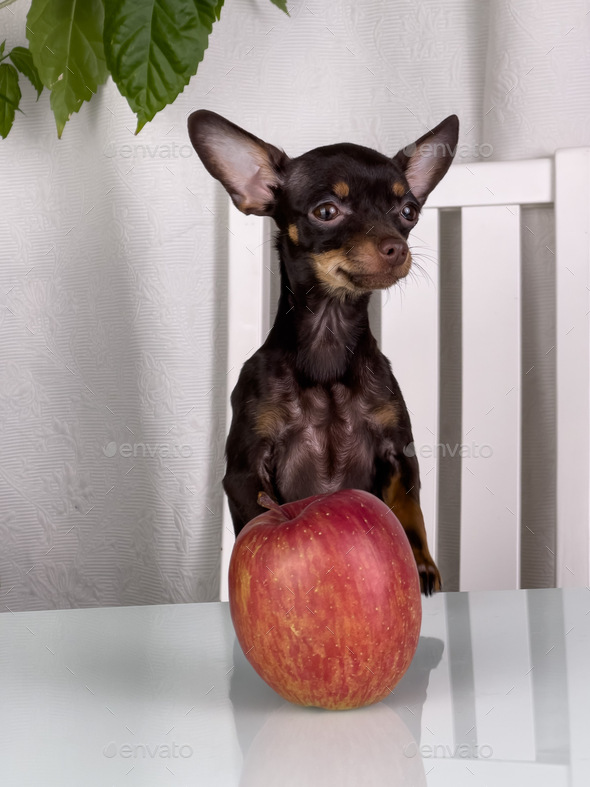 Funny adorable and cute little dog with an apple healthy food Stock ...