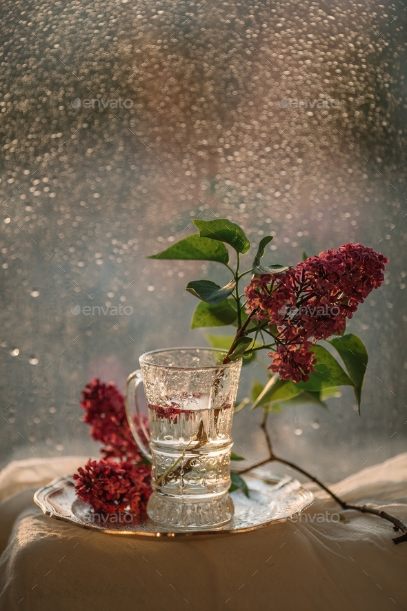 Still life with lilacs in raindrops and rays of the setting sun Stock ...