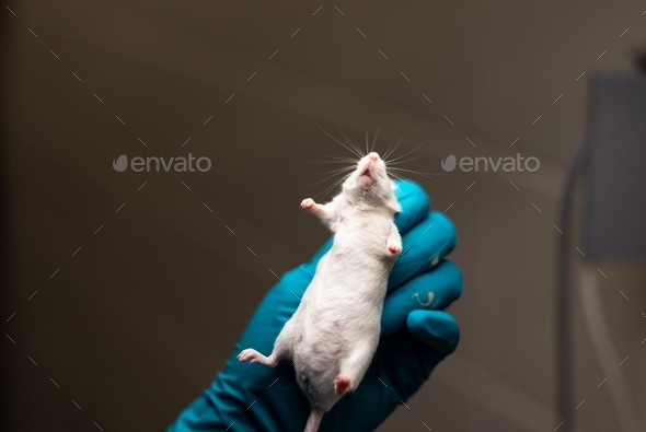 Laboratory animal experiments with mice Stock Photo by manjurulhaque