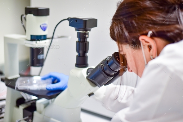 Woman researcher examines cell culture plates under microscope Stock ...