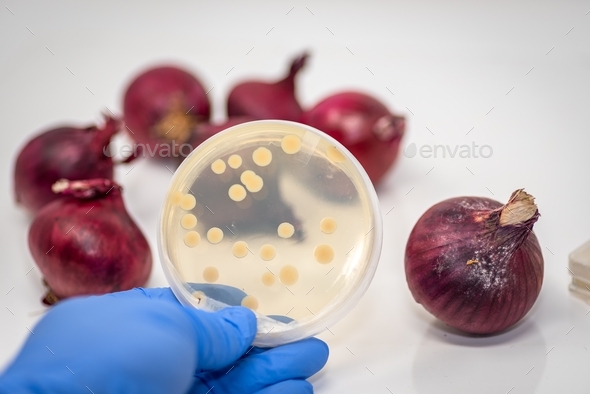 Bacteria/ microbes isolated and cultured in a bacterial culture plate ...