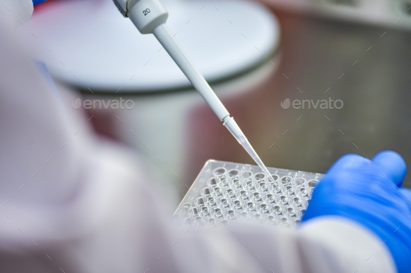 Researcher adding antibody in a 96 well plate by pipetting Stock Photo ...