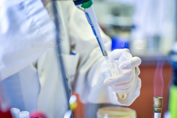 Inoculation of bacterial culture on a nutrient agar plate in front of a ...