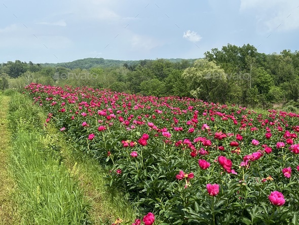 Field of Peony bushes Stock Photo by kane251 | PhotoDune