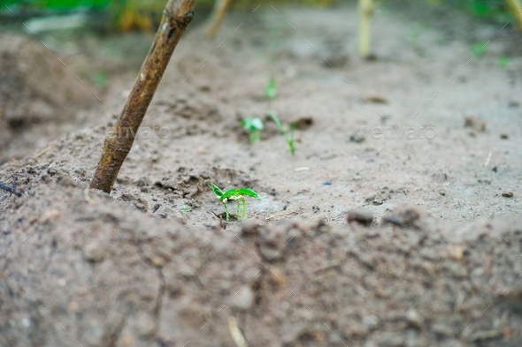 Selective focus on the young little tree grows from the seed under the ...