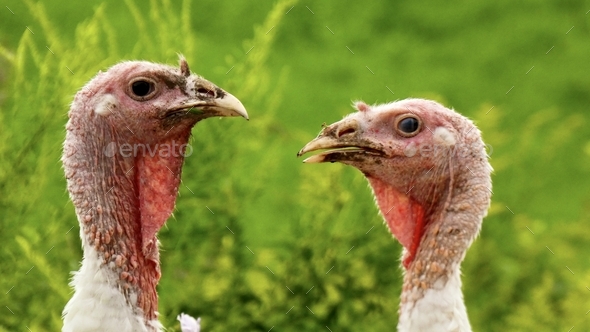 Turkey headshot Stock Photo by coreyb21 | PhotoDune