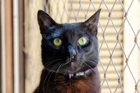black cat face portrait looking at camera at window with protection net ...