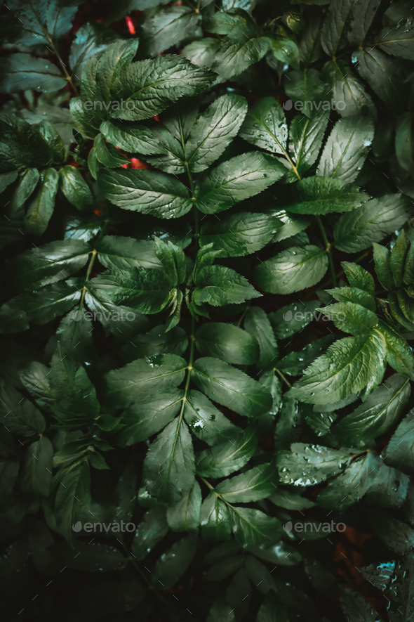 Green, sharp and inspirational leafs closed photographed like a great ...