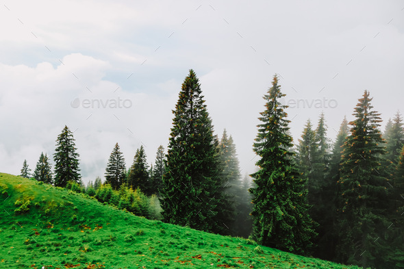 Forest trees from Romania covered by fog. Natural background wallpaper ...