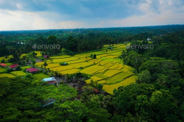 Rice field terraces in Bali from above by drone. Green background for ...
