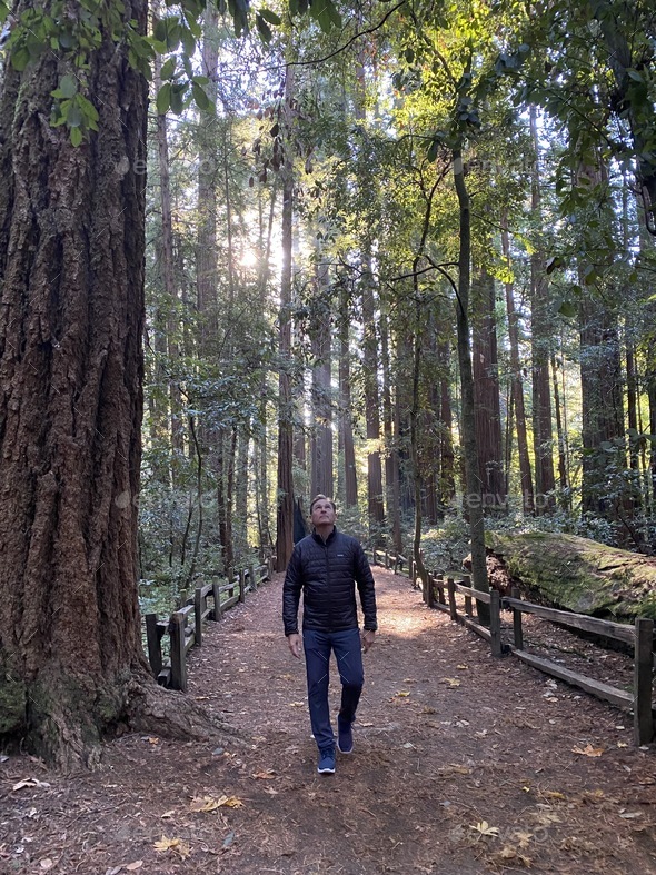 Baby boomer man walking through redwood forest state park looks up at ...