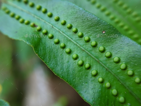 Close up of Monarch fern fern background.(Phymatosorus scolopendria ...