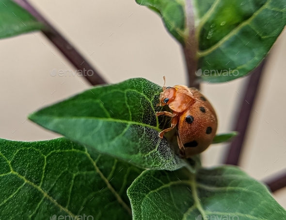 The Mexican bean beetle is a species of lady beetle. Stock Photo by Azrin90