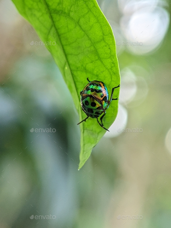 Jewel bugs or metallic shield bug Stock Photo by Azrin90 | PhotoDune