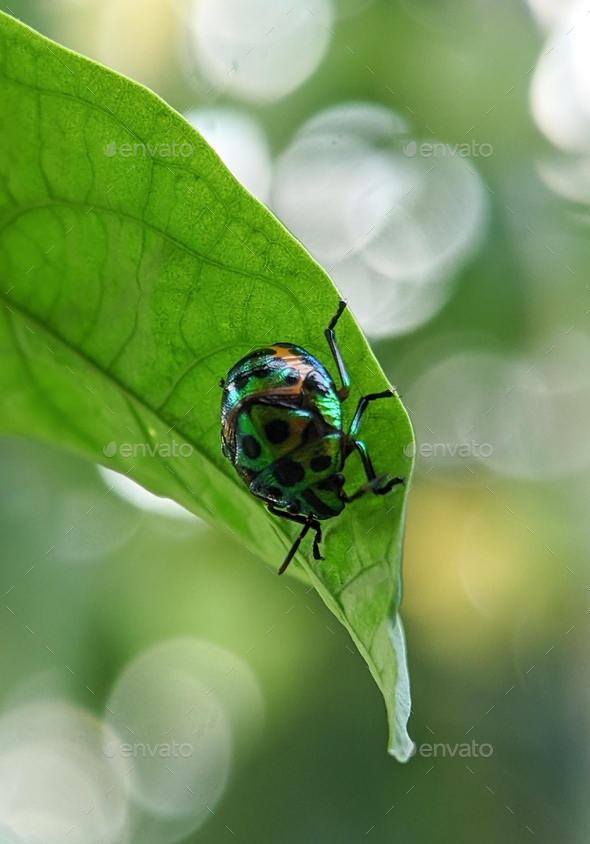 Jewel bugs or metallic shield bug Stock Photo by Azrin90 | PhotoDune