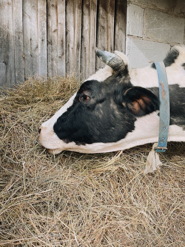 A cow eating hay. Organic farming. Haymow. Feeding animals. Feeding cow ...