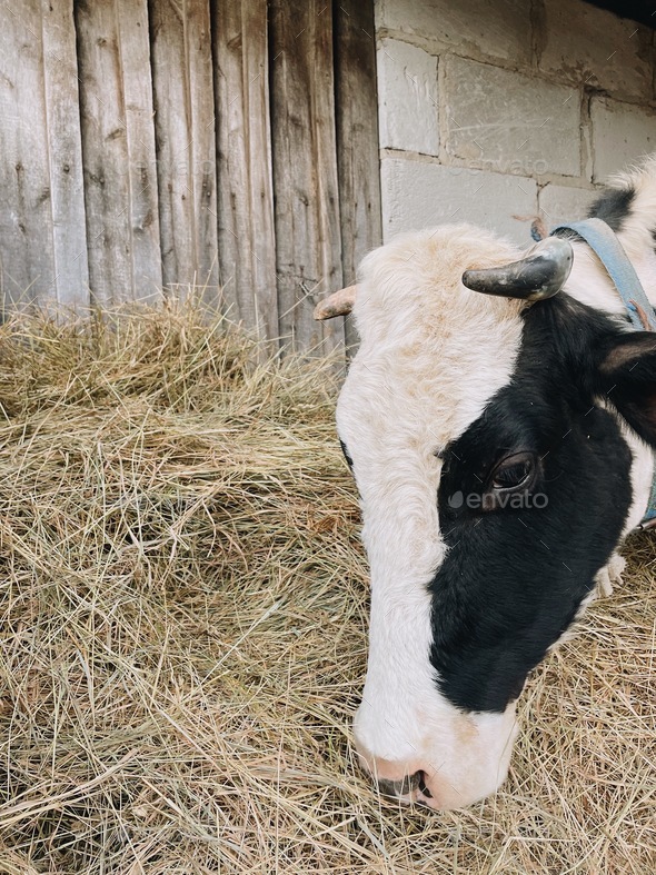 A cow eating hay. Organic farming. Haymow. Feeding animals. Feeding cow ...
