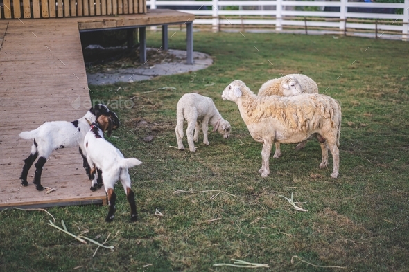 Sheep and lamb in farm house. Stock Photo by raffinboy | PhotoDune