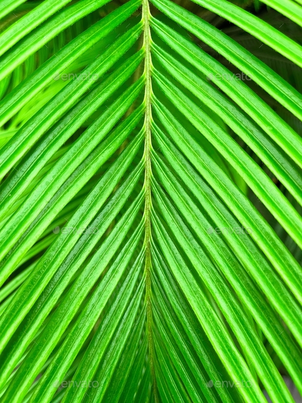 Bright green palm leave close up view Stock Photo by Tashulia | PhotoDune