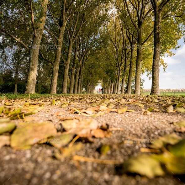 Cycle path lined with trees as leaves fall and cover the track in ...