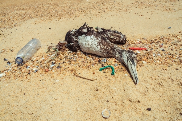 Dead decaying seagull washed up on the beach surrounded by waste 3 ...