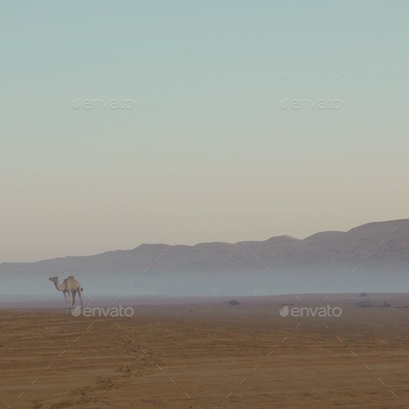 Camel in desert with foggy in the morning Stock Photo by nuchylee ...