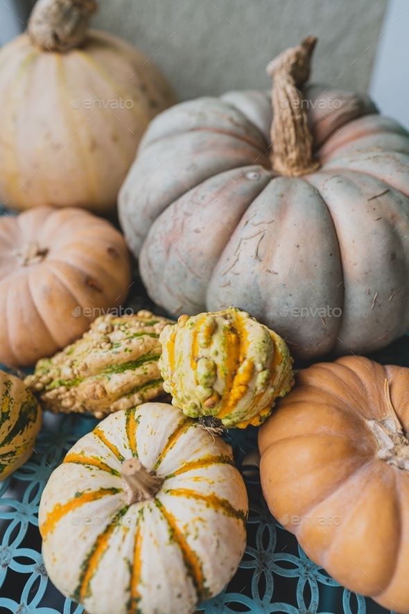 Colorful pastel pumpkins Stock Photo by bluelily52 | PhotoDune