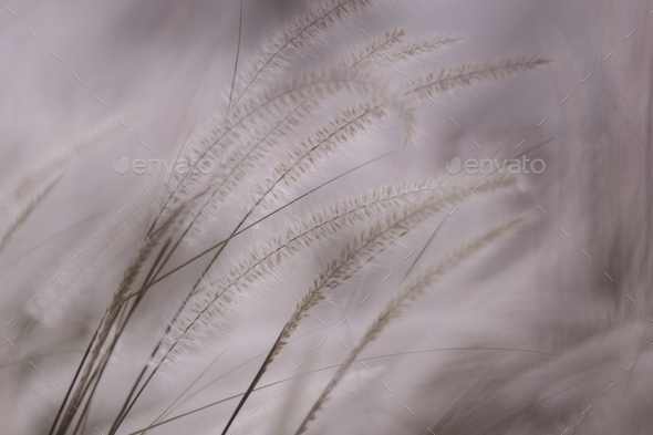 Macro photo of fluffy grasses in the wind Stock Photo by sbjony | PhotoDune