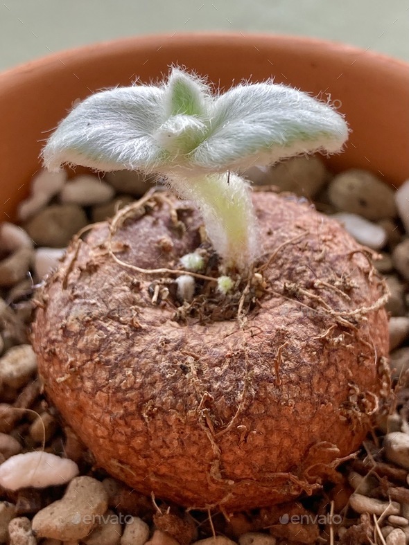 Closeup, young caudex plant, Sinningia leucotricha, with soft textured ...