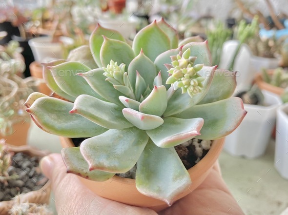 Beautiful pot of succulent exhibiting two new elongation of flower ...