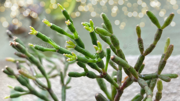 Dancing bones cactus, Hatiora salicornioides (Rhipsalis salicornioides ...