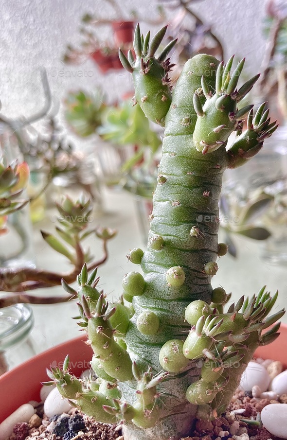 Austrocylindropuntia subulata / Eve’s pin / Eve’s needle cactus Stock ...