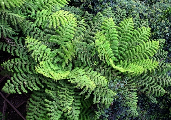 Giant fern plants in the wild Stock Photo by iheartcreative | PhotoDune