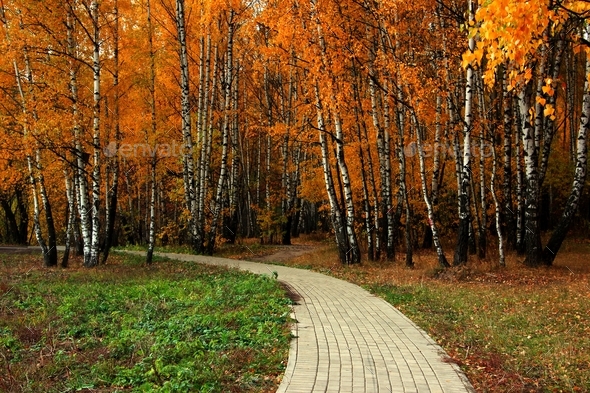 Autumn forest, urban desert park. Golden autumn. Trees in yellow leaves ...