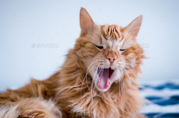 Orange Maine Coon lying on a bed and yawning mouth wide open. Stock ...