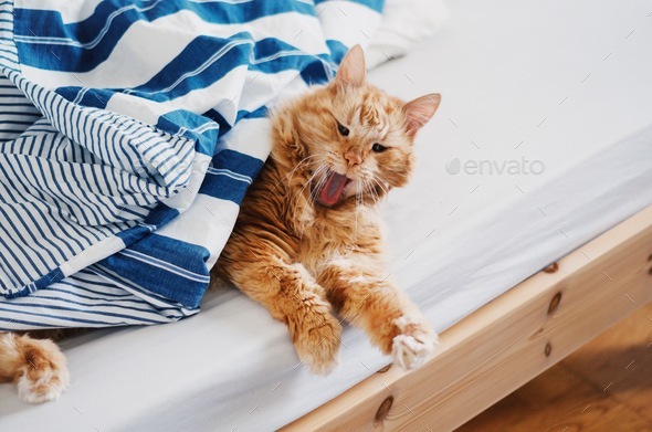 Sleepy orange Maine Coon yawning under the blanket. Stock Photo by LegasC
