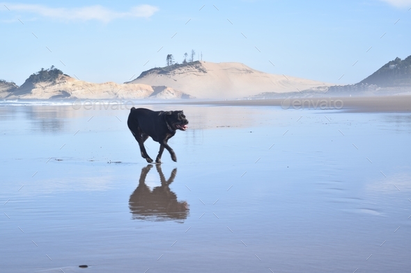 Large dog running on beach Stock Photo by NicholasSteven | PhotoDune