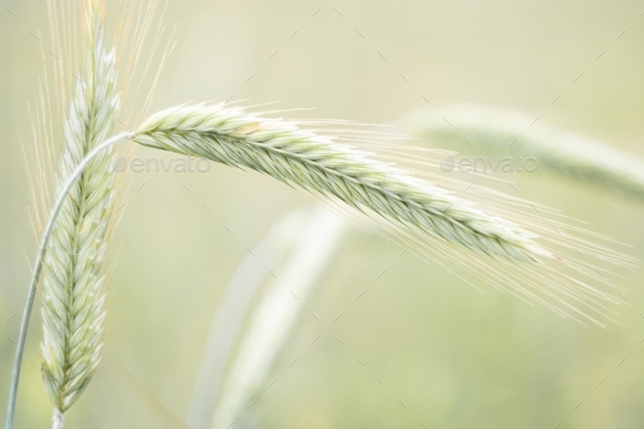 Rural scenery of ripening spicas of meadow rye field in summer. Stock ...