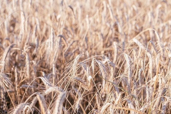 Rural scenery of dry ripe rye spicas of meadow field in sunny summer ...