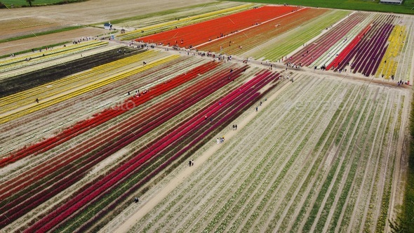 Birds eye view of tulip field flower Stock Photo by wenshifraser ...