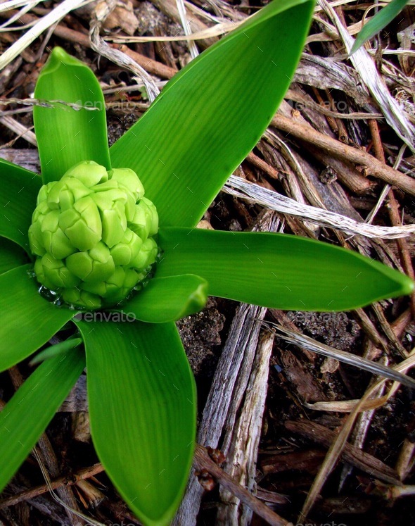 Earth day green plant with flower bud breaking ground through the dead ...