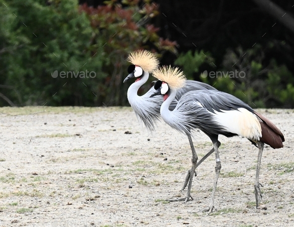A pair of East African crowned cranes Stock Photo by FotoSnapper ...