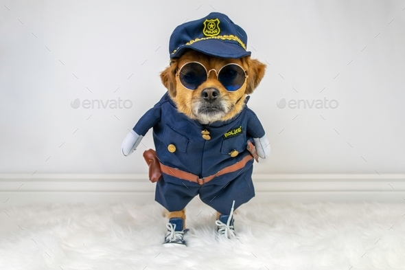 Cute dog wearing police costume Stock Photo by smooshy_mooshy | PhotoDune