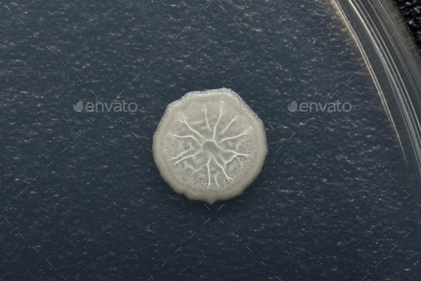 Bacterial colonies grown on agar plate (Bacillus subtilis) Stock Photo ...